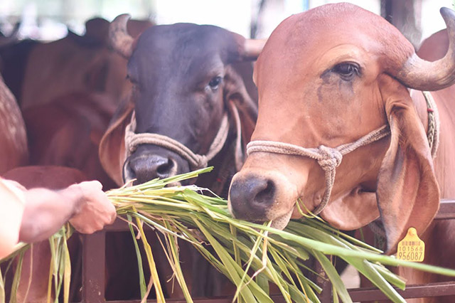 Home - Zeps Sankalp Samajik Foundation